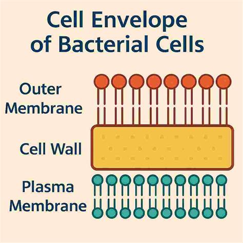 Bacterial Cell Structure And Function Best Biology Notes