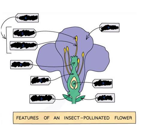 Topic 3 Reproduction And Inheritance Flashcards Quizlet