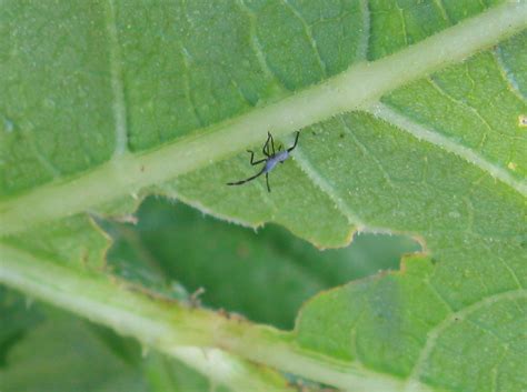 Squash Bug Life Stages At Mary Mcmillan Blog