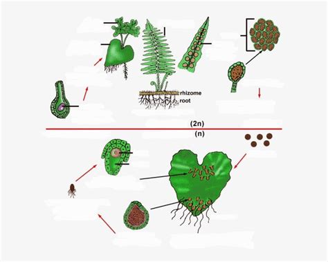 Botany Lifecycle Diagrams F Diagram Quizlet