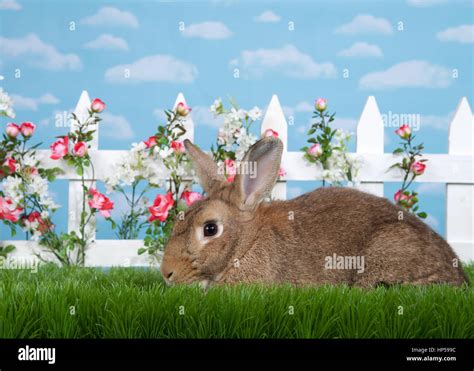 Brown Rabbit Sitting In Green Grass Sideways Facing Viewers Left