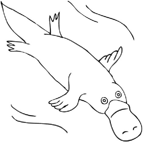 Desenhos De Ornitorrinco Debaixo D Gua Para Colorir E Imprimir