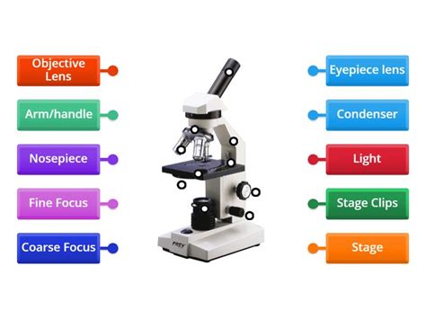 Label The Microscope Labelled Diagram