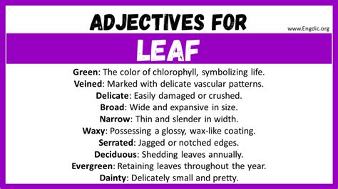 20 Best Words To Describe Leaf Adjectives For Leaf Engdic
