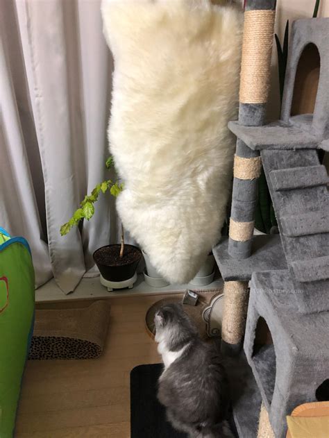 이케아 루데 천연모피 양 양털 러그 Ikea Ludde Sheepskin Natural Wool Rug