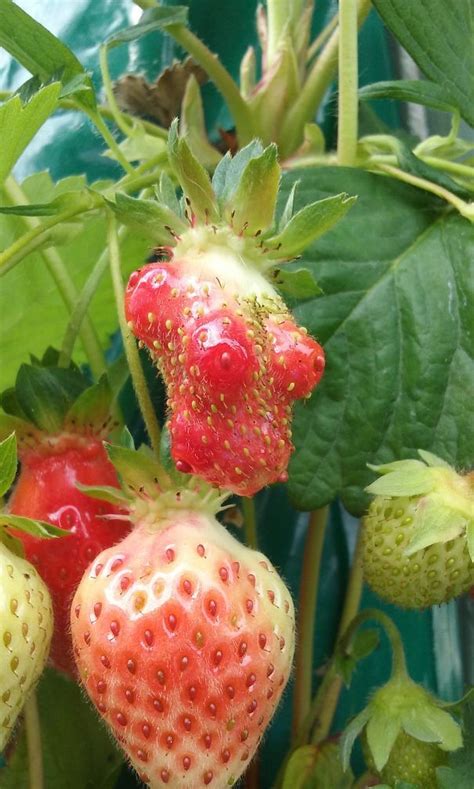 Scandalous Strawberry Strawberry Drawing Horror Strawberries Strawberry