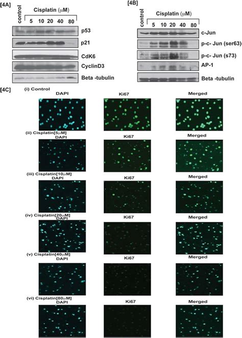 Cisplatin Modulates Cell Cycle Regulation By Transcriptional Factors Download Scientific