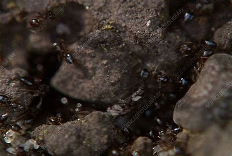 Pavement Ants Stock Video Clip K001 9289 Science Photo Library