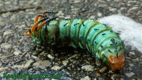 Hickory Horned Devil Keeping Insects