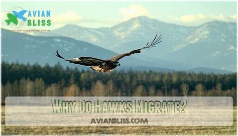 Do Hawks Migrate Complete Guide To Their Epic Seasonal Journeys