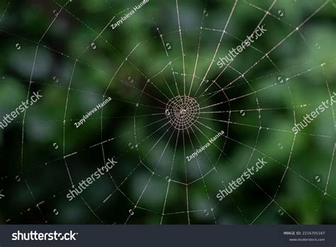 Beautiful Cobweb Macro Photography Background Nature Stock Photo 2216705187 Shutterstock
