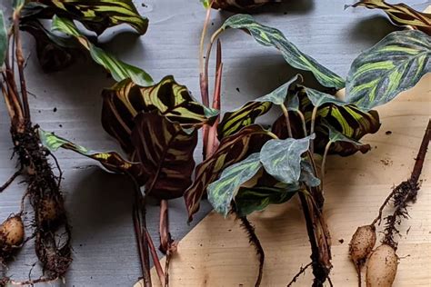 Plant Propagation Calathea Segol