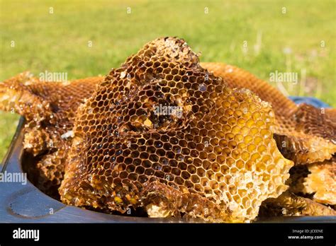 Bee On Honeycomb Hi Res Stock Photography And Images Alamy