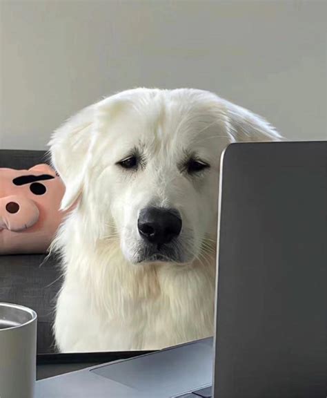 Vue项目 问题解决01 Luax的博客