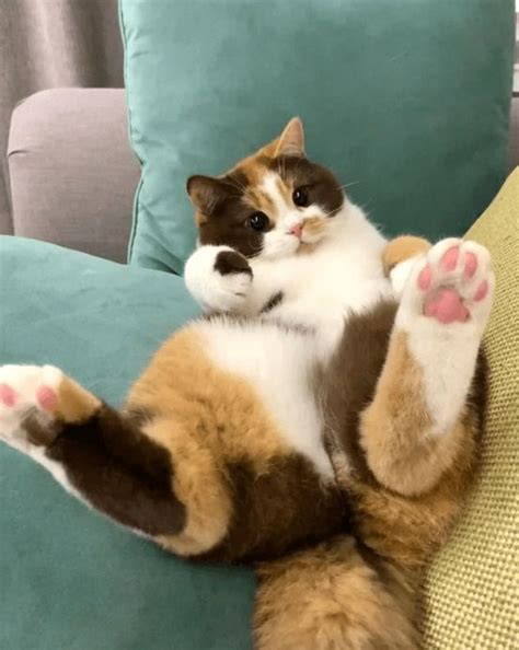Funny Cat Cute Cats Cat Breeds Beautiful Cats Кошки и котята
