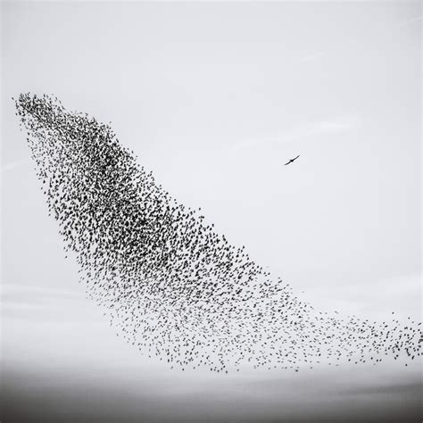 Images De Migration Oiseau Téléchargement Gratuit Sur Freepik