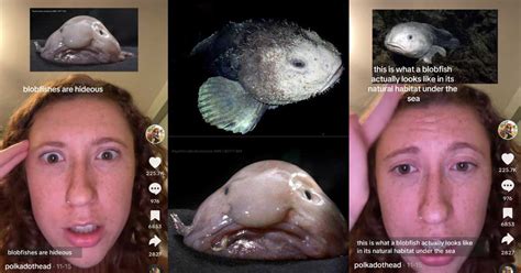 It Turns Out Blobfish Aren T As Ugly Underwater