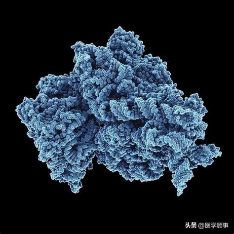 核糖体 核糖核蛋白体”