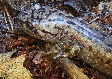 Dicamptodon Tenebrosous Coastal Giant Salamander 10000 Things Of