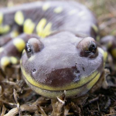 Habitat For Tigersalamander Tiger Salamander