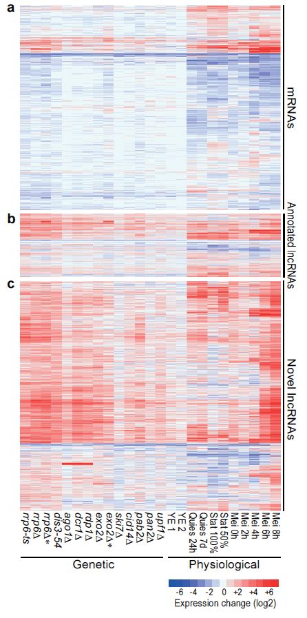 Hierarchical Clustering Of Gene Expression In Different RNA Metabolism Download Scientific