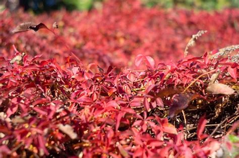 광택이 나는 잎이 빽빽하게 모여 있는 붉은 식물의 클로즈업 이미지 대비되는 전경 유기물 실외 환경 질감을 강조하는 얕은 피사계 심도 0명에 대한 스톡 사진 및 기타 이미지