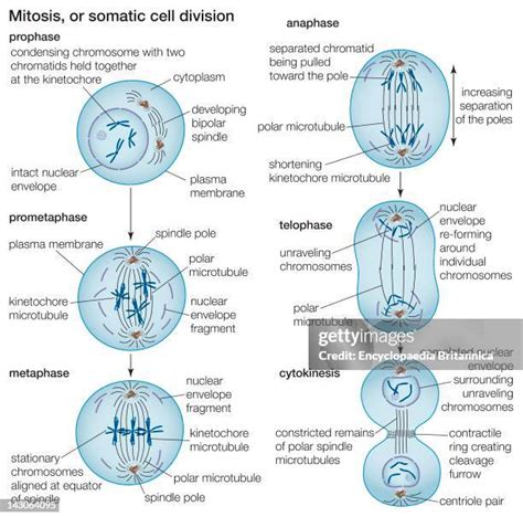 Cell Cycle Anaphase