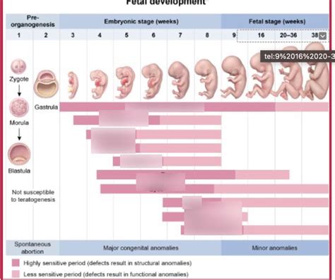 Diagram Of Foetal Development Quizlet