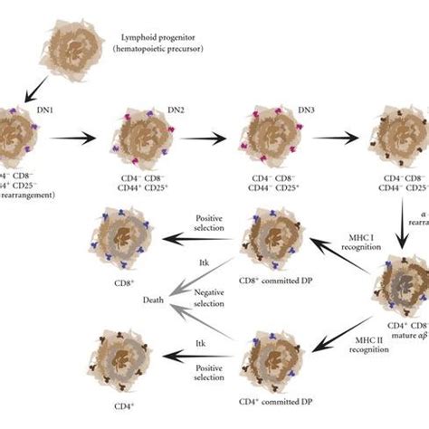 T Cell Differentiation And Their Responses To Pathogens Cartoon Download Scientific Diagram