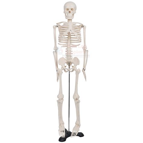 Human Skeleton Model Superior Manufacturers Supplier And Exporters In