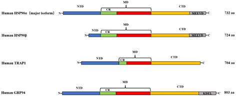 The Role Of Hsp90 Inhibitors In The Treatment Of Cardiovascular Diseases