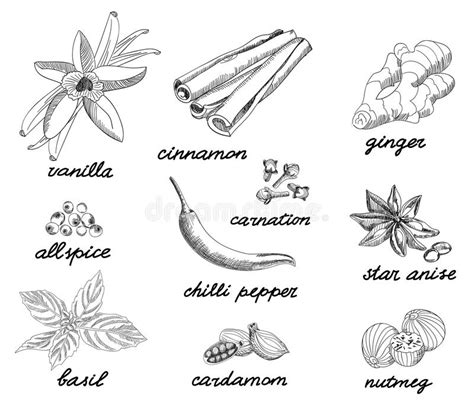 Colección Del Bosquejo De La Especia Ilustración del Vector Ilustración de albahaca