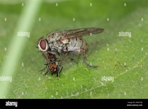 A Predatory Fly With A Hunted Prey On A Green Leaf High Magnification