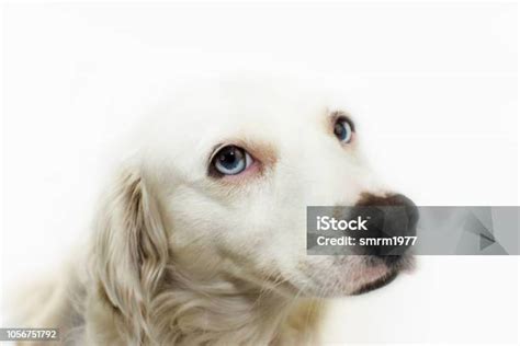 달콤한 찾고 파란 눈을 가진 귀 엽 고 사랑 스러운 흰 강아지의 초상화 흰색 배경에 고립 0명에 대한 스톡 사진 및 기타 이미지 Istock