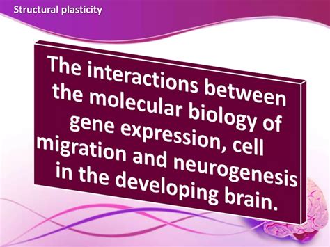 Functional Segregation Ppsx