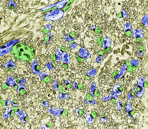 Synapses In Cerebellar Cortex By Jose Calvo Science Photo Library