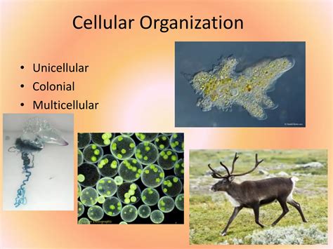 Cell Theory Intro To Cells Ppt Free Download