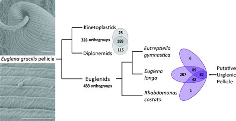 Distribution Of Orthologues Of The Euglena Gracilis Pellicle Proteome