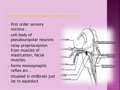 Trigeminal Nerve And Its Importance In Max Fac Surgery Pptx Trigeminal Nerve And Its Importance In Max Fac Surgery Pptx