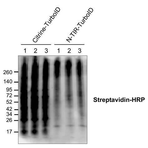 Turboid Based Proximity Labeling For In Planta Identification Of Protein Protein Interaction