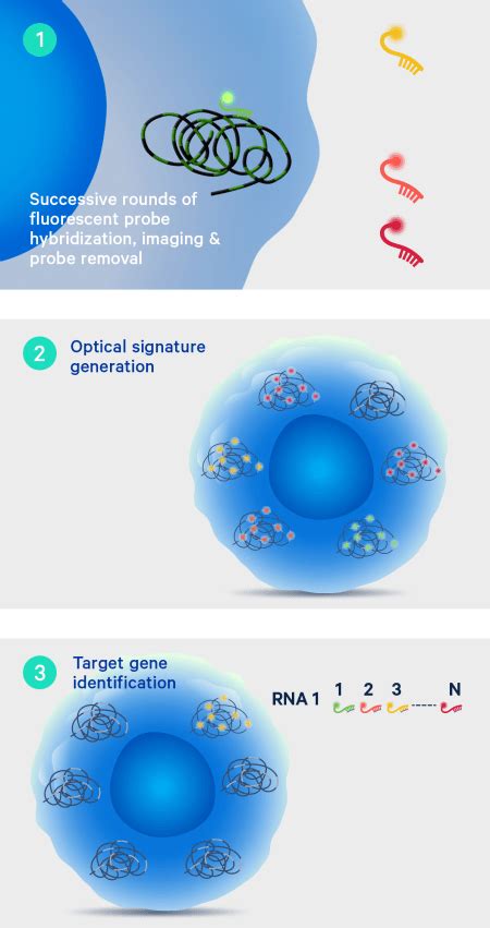 In Situ Chemistry And Transcriptomics Technology 10x Genomics
