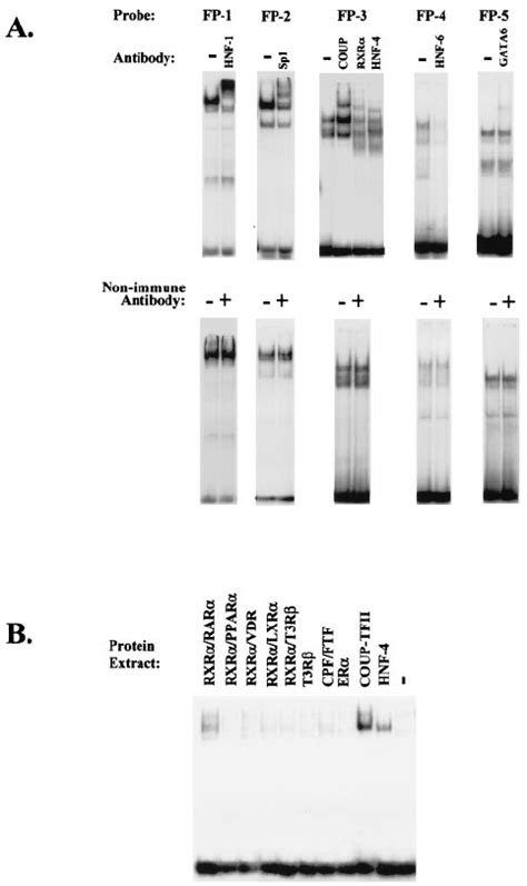 Identi Fi Cation Of The Main Transcription Factors Associating With The