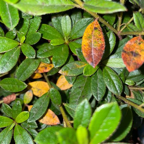 Why Are My Satsuki Leaves Turning Yellow