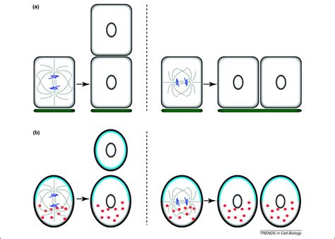 Coordinating Cell Polarity With Cell Division In Space And Time Trends