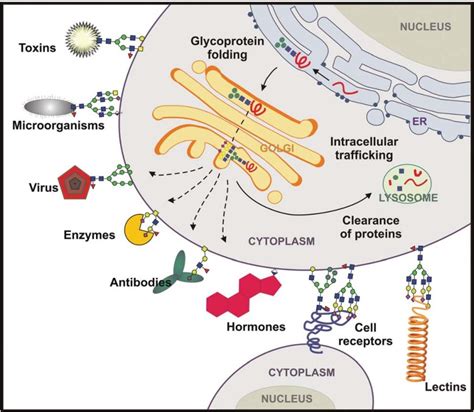 Glycoprotein Function
