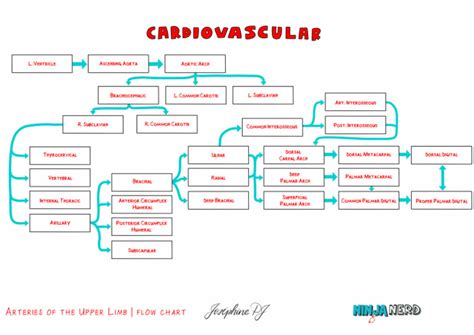 Circulatory System Arteries Of The Upper Limb Flow Chart Key Pdf
