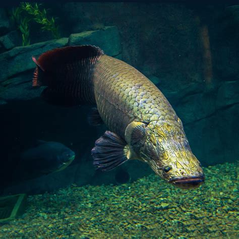 Decoding The Arapaima Smile The Truth Behind The Viral Monster Fish