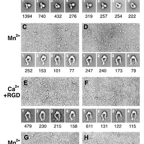 Crystal Structure Of Extracellular Segment Of Integrin α V β 3 6 A Download Scientific