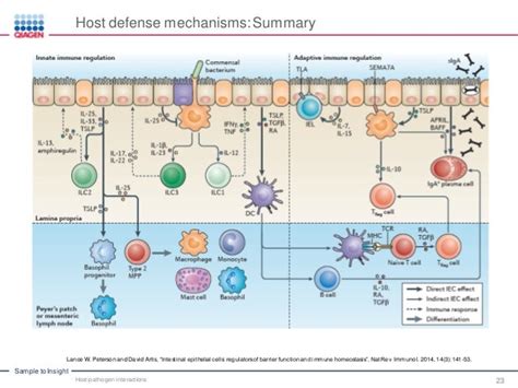 Host Pathogen Interactions Molecular Basis And Host Defense Pathoge
