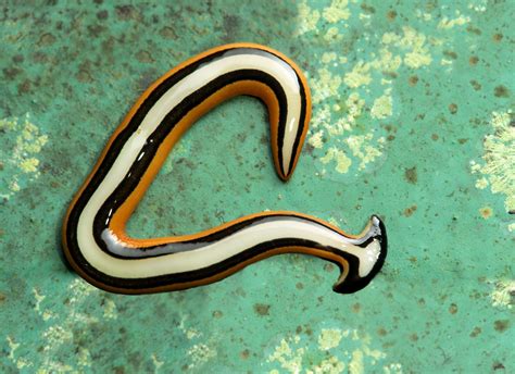 Invasive Hammerhead Flatworms Have Been Spotted In Houston